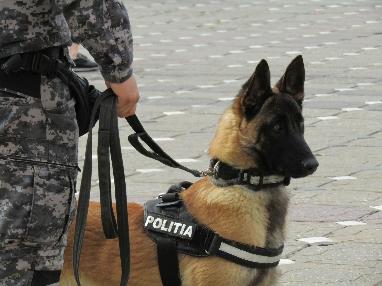 About Us - Dog Security Services