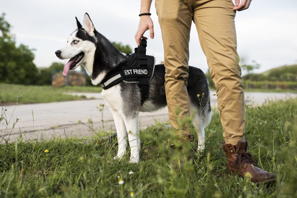 Instinctive Protection Dog | Unmatched Home Safety